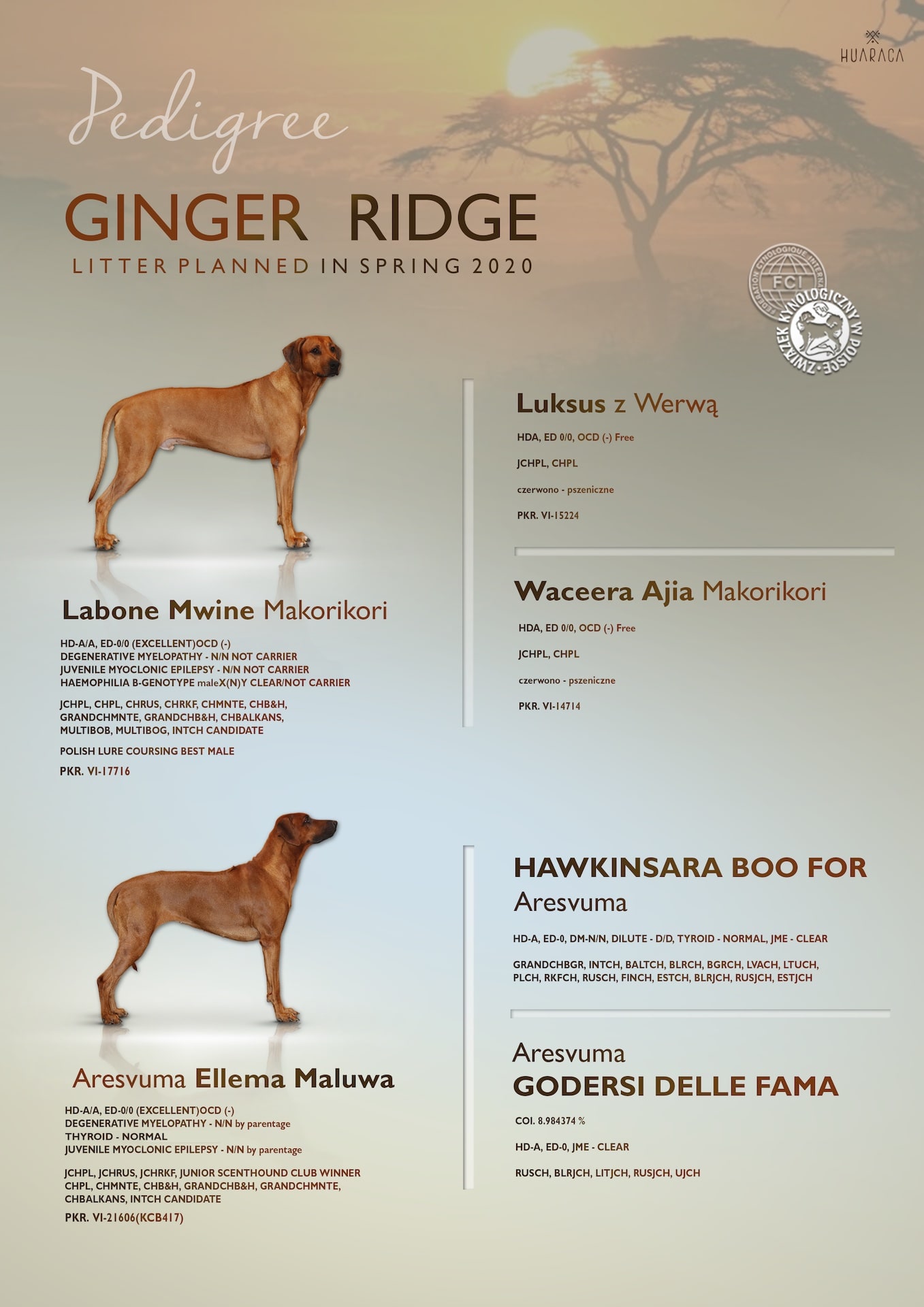 Our dogs - hodowla psów rasy Rhodesian Ridgeback - gingerridge.pl