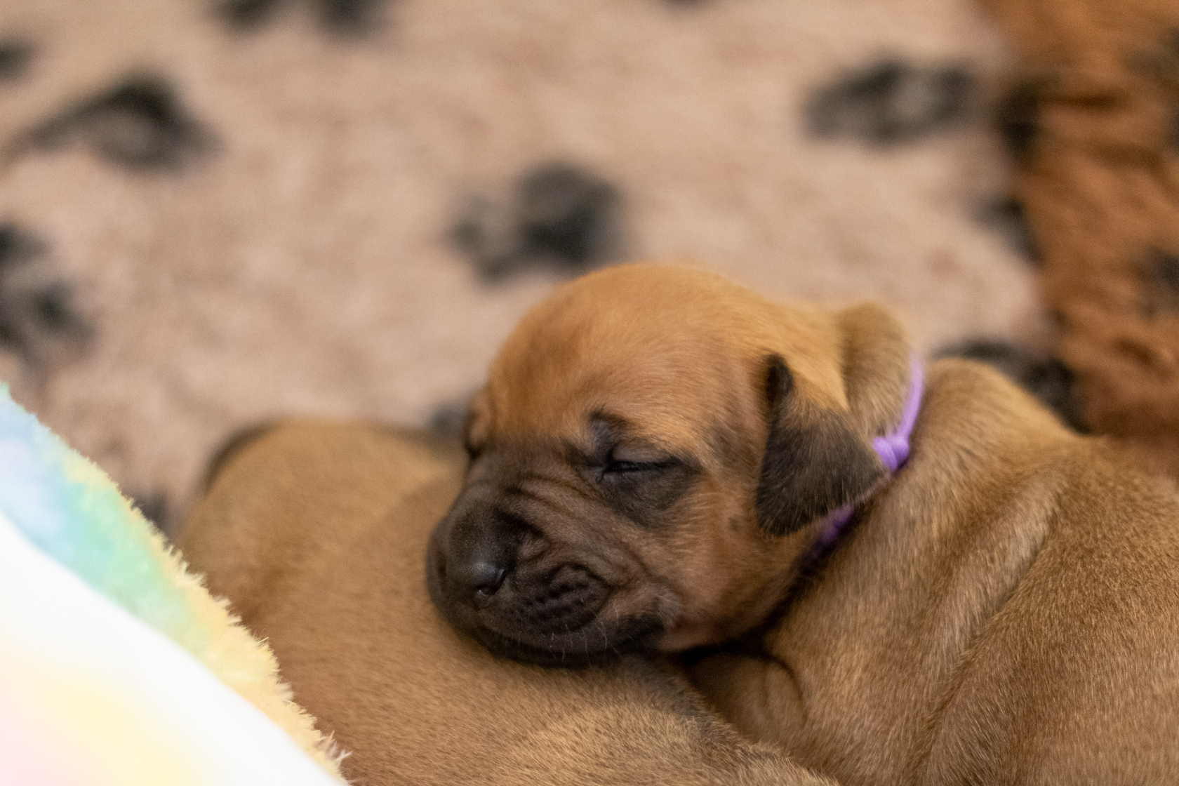 Lorna First of This Name for Ginger Ridge - Ginger Ridge