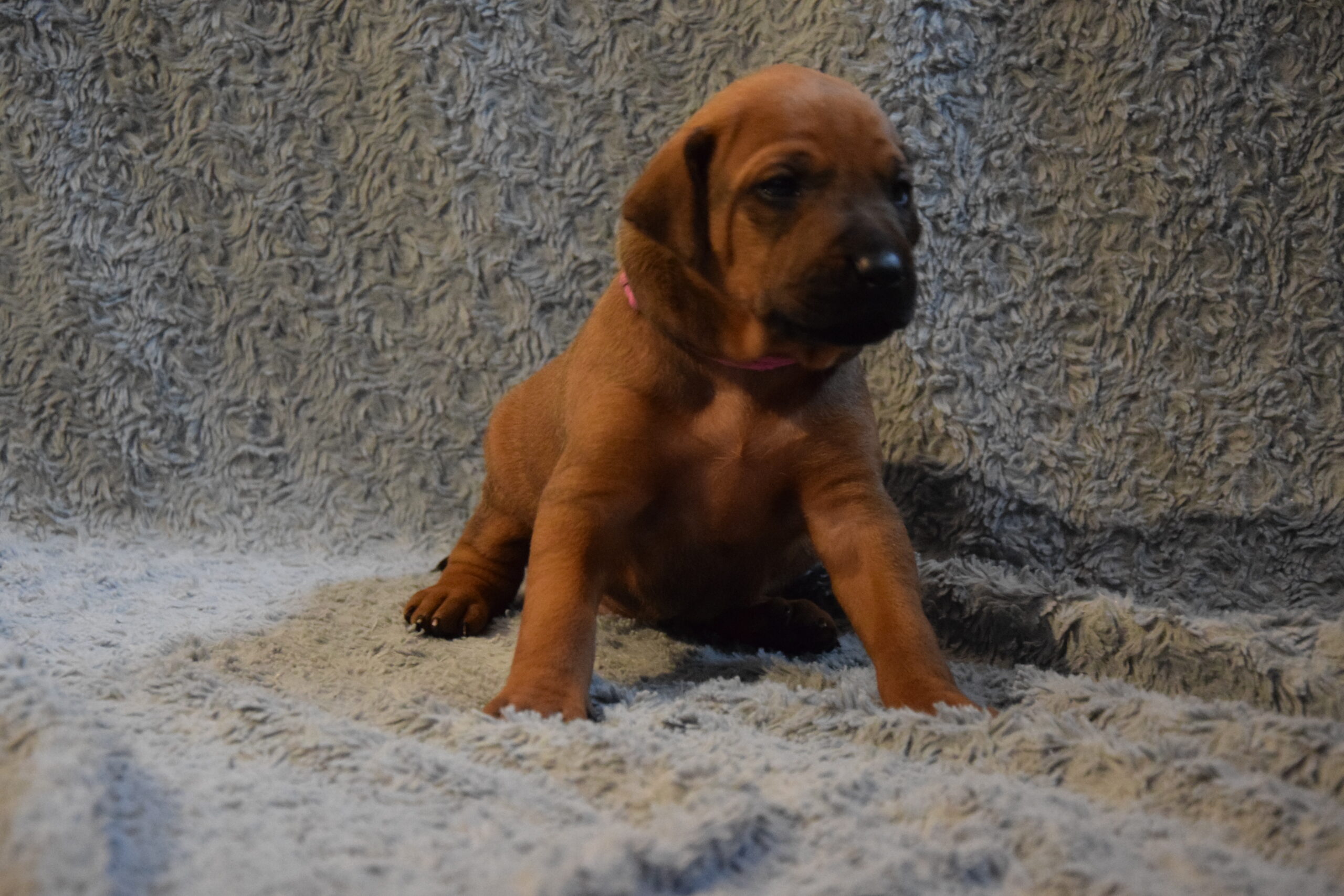 BEYONCE BIRANI Ginger Ridge - Ginger Ridge