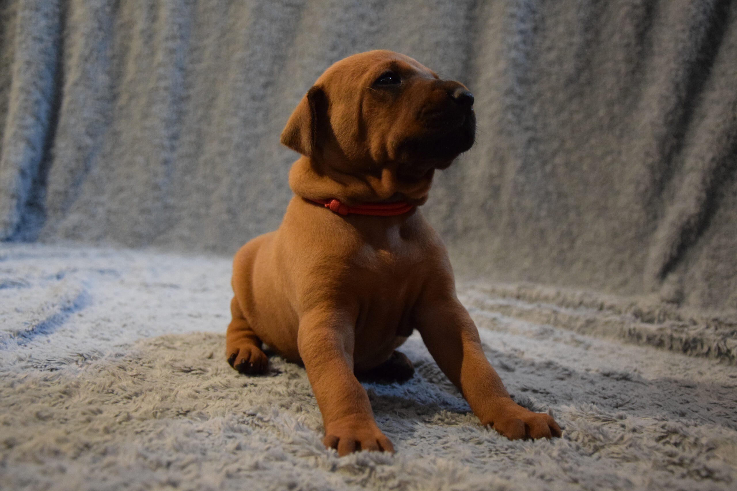 BELLINDA LA LUNA Ginger Ridge - Ginger Ridge